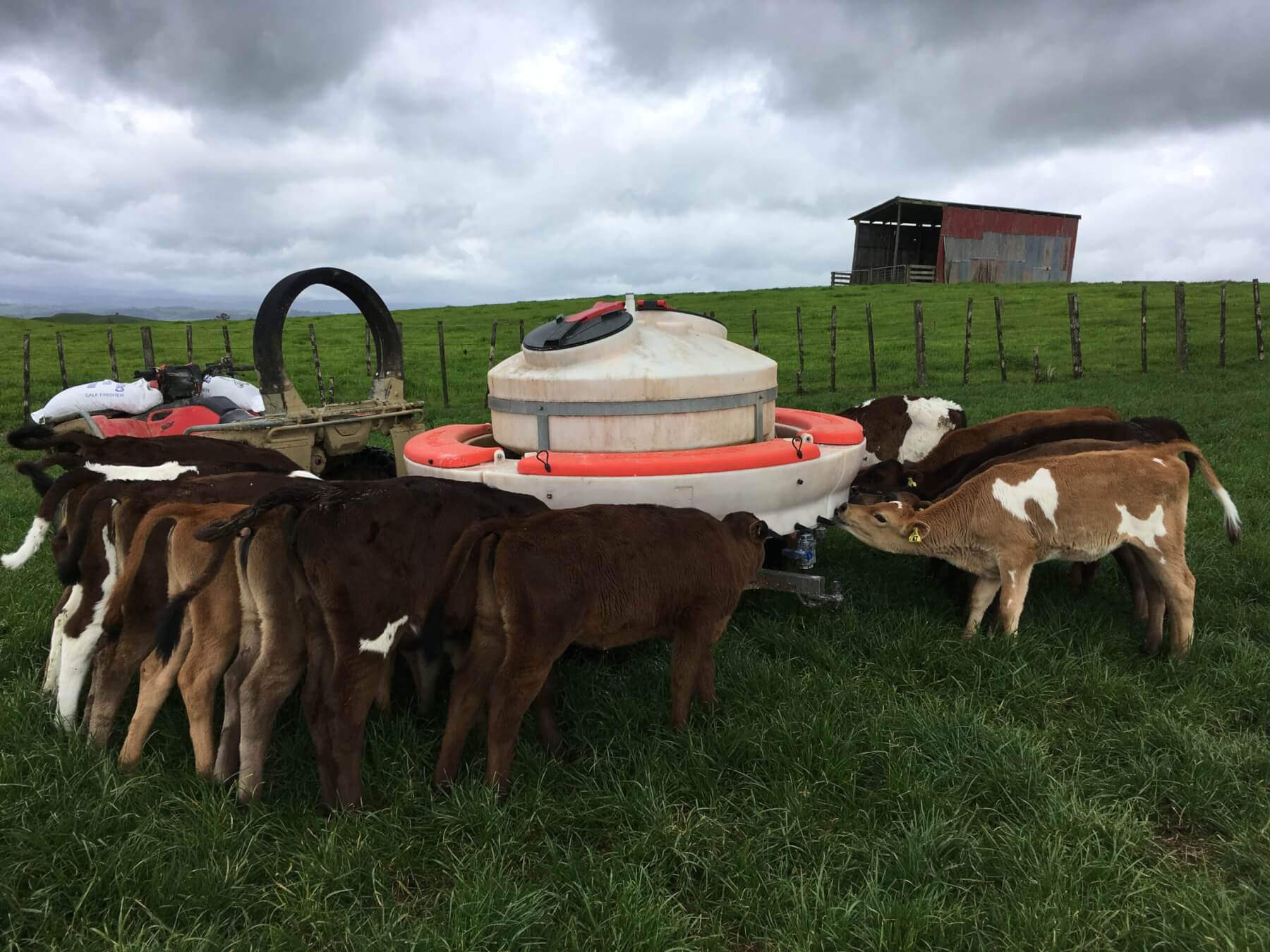 Dairy belt tightening predicted | King Country News