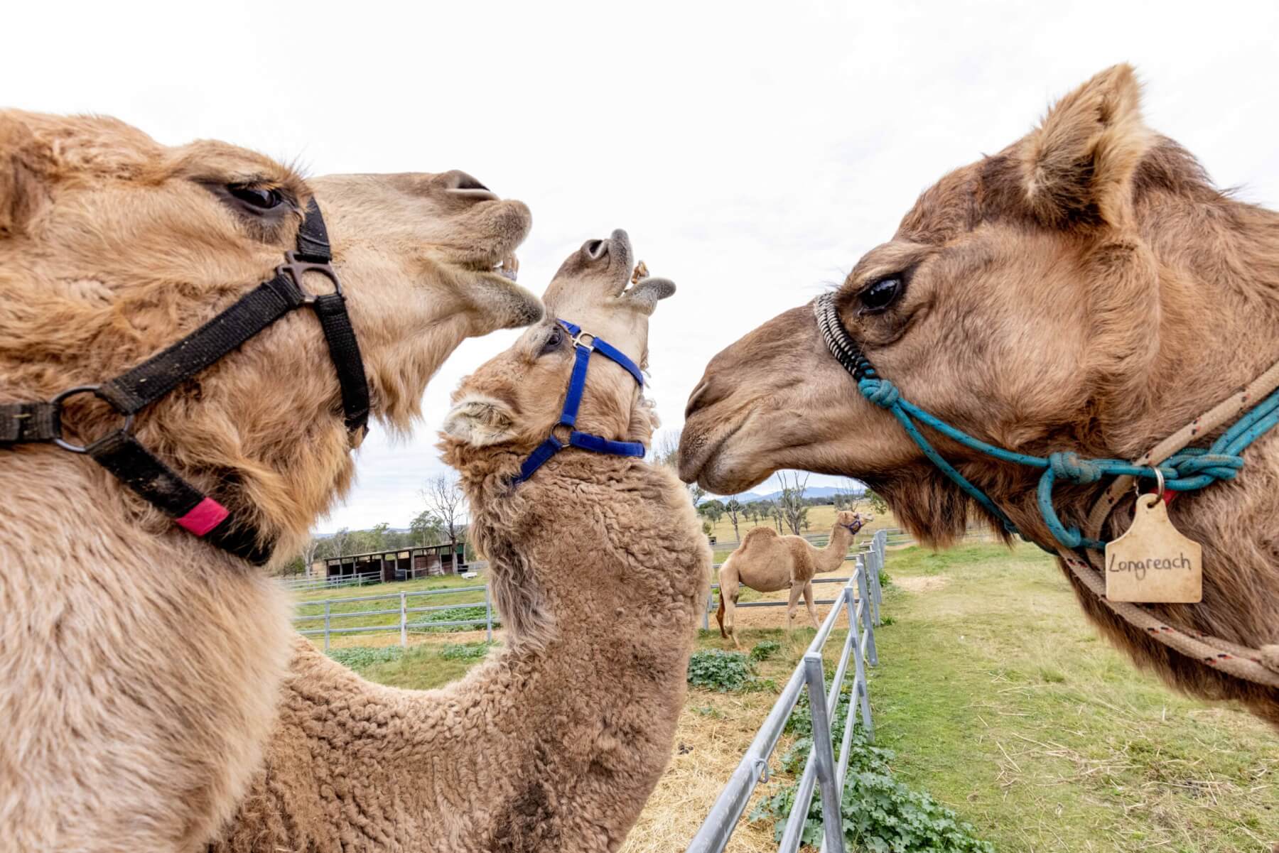 Camel milk wins gold, silver and bronze | King Country News