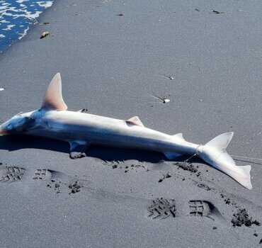 Sharks quiet in West Waikato | King Country News